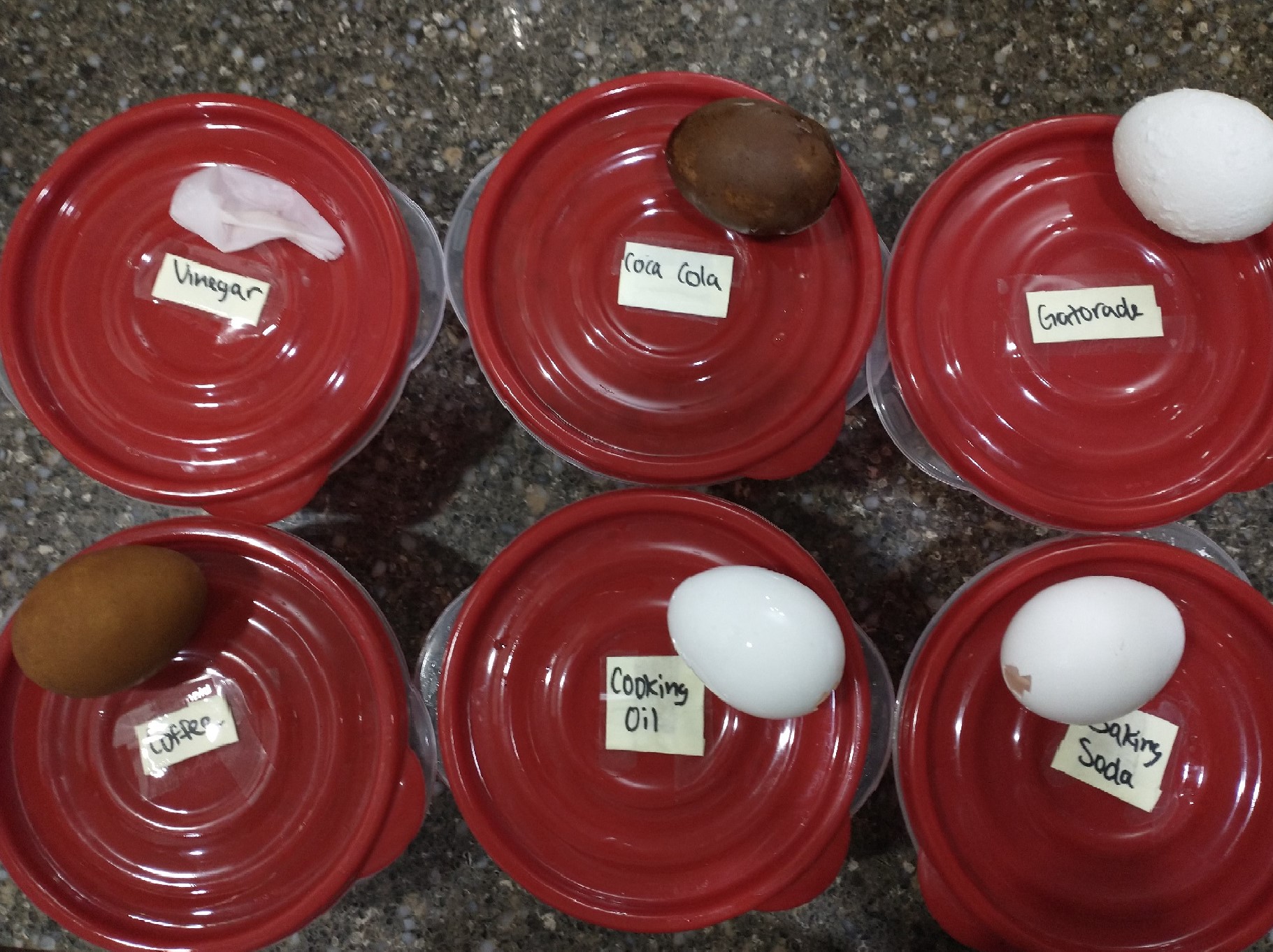Determining the Suitability of Eggshells to Demonstrate the Effects of ...