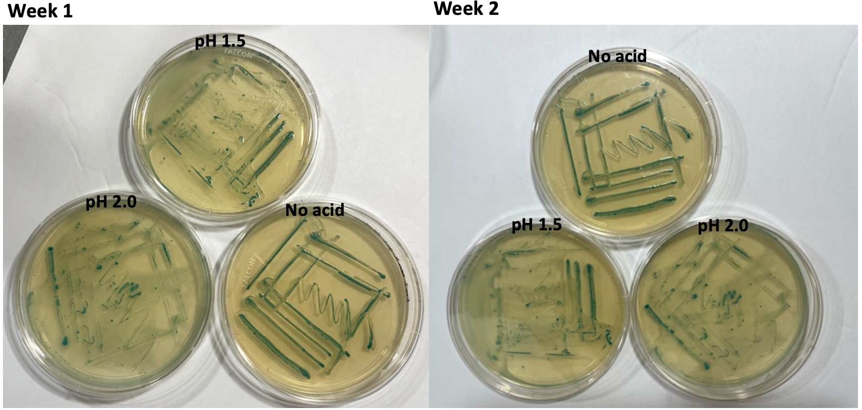 Impact of Hydrochloric Acid on Genetically Modified Escherichia coli ...