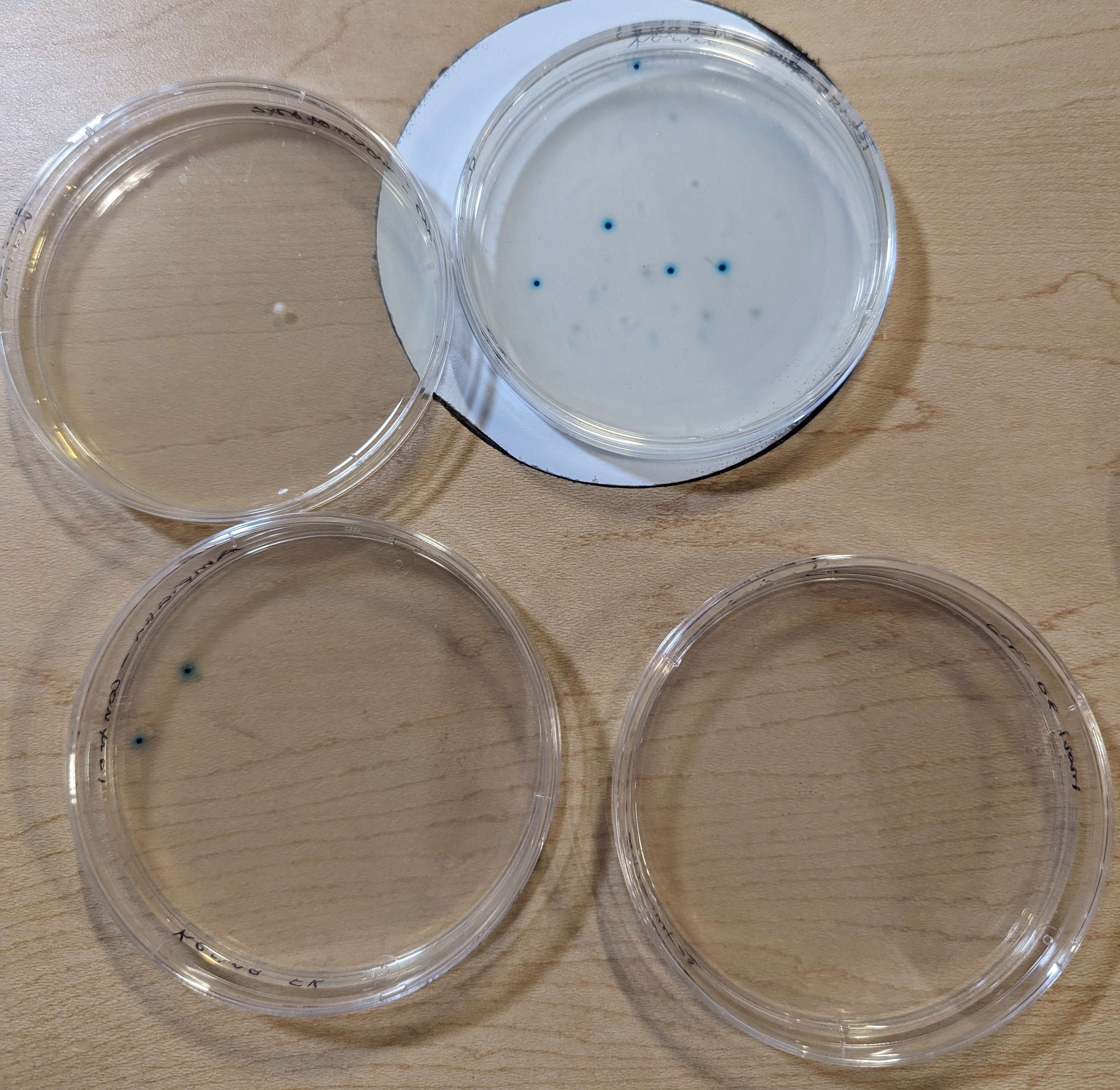Exploring Off-Target Effects of CRISPR-Cas9 on Escherichia coli DH5α ...