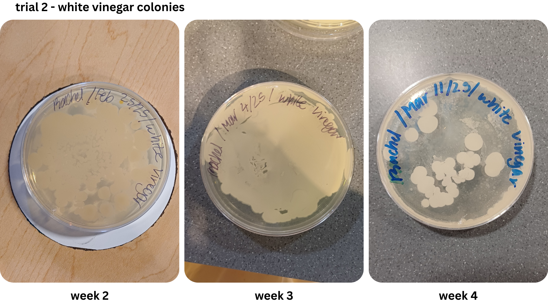 Comparison of pH Levels and Bacterial Growth of Pickles In Different ...