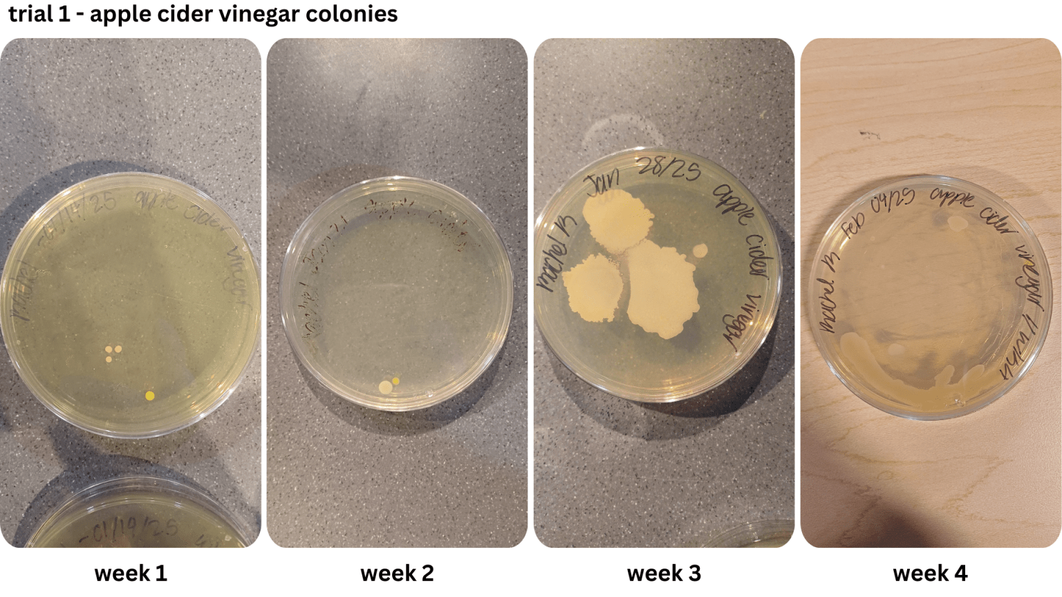 Comparison of pH Levels and Bacterial Growth of Pickles In Different ...