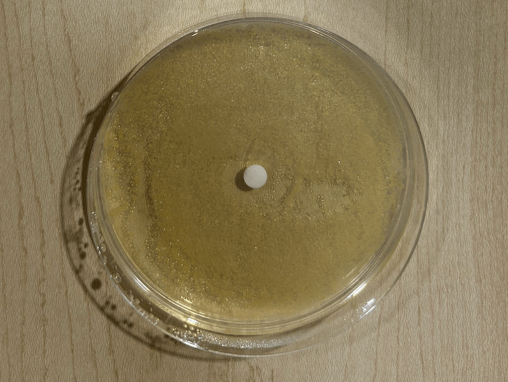 Effectiveness of Antibacterial Agents (Honey, Garlic Extract, Tea Tree ...